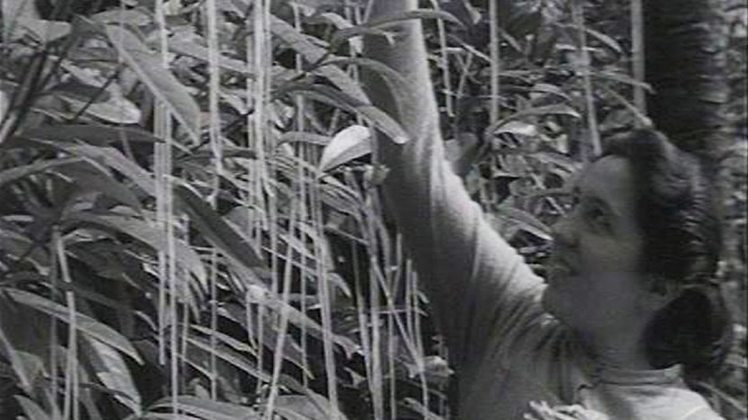 La raccolta degli spaghetti – NEOBAR